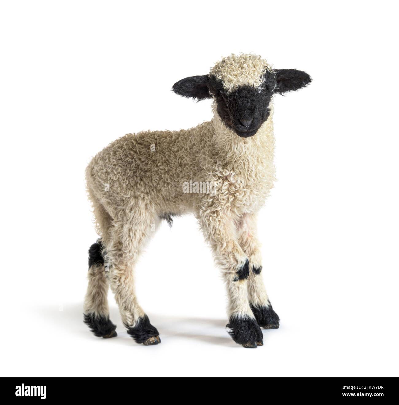 Domestic sheep side profile Cut Out Stock Images & Pictures - Alamy