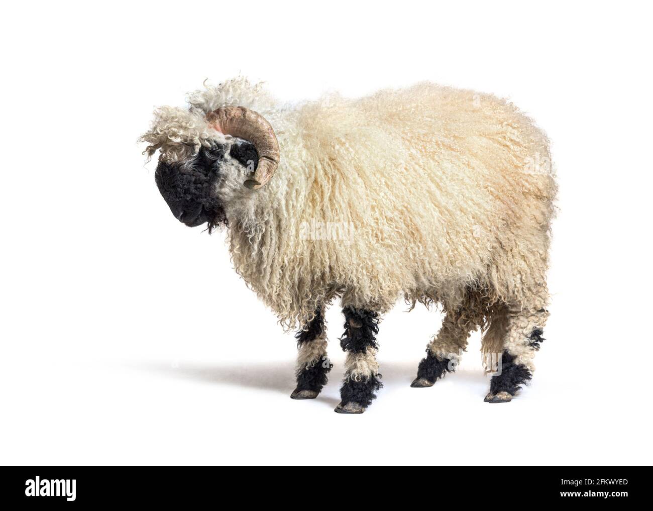 Profile of a Valais Black nose sheep, isolated Stock Photo - Alamy