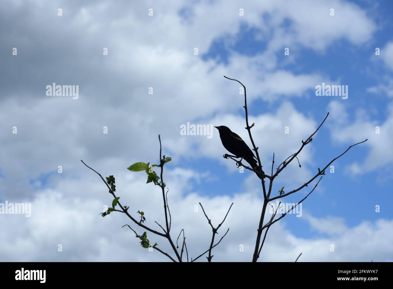 Red-winged black bird territorial displays and breeding behavior Stock ...
