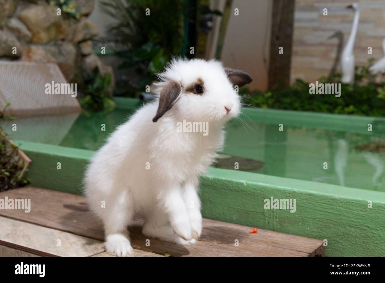Rabbit jumping hi-res stock photography and images - Alamy
