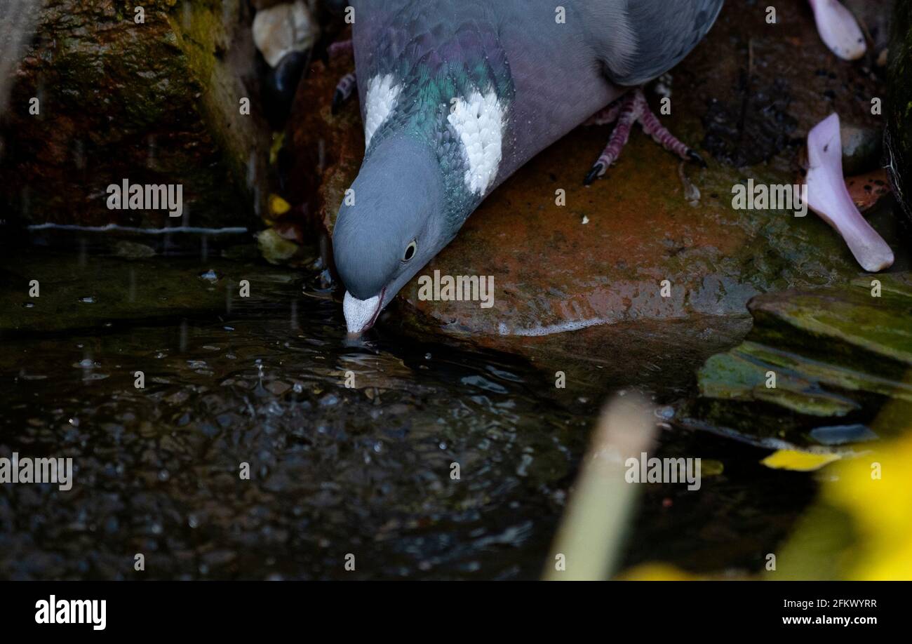 Thaxted Essex England Common Wood Pigeon in garden April 2021 The ...