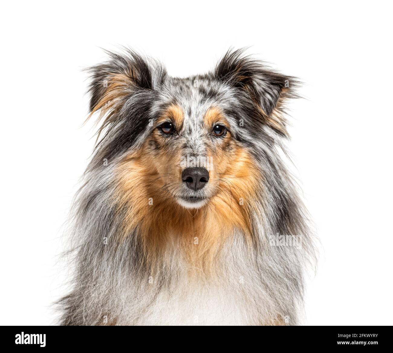 portrait of a Blue merle Sheltie, isolated Stock Photo - Alamy