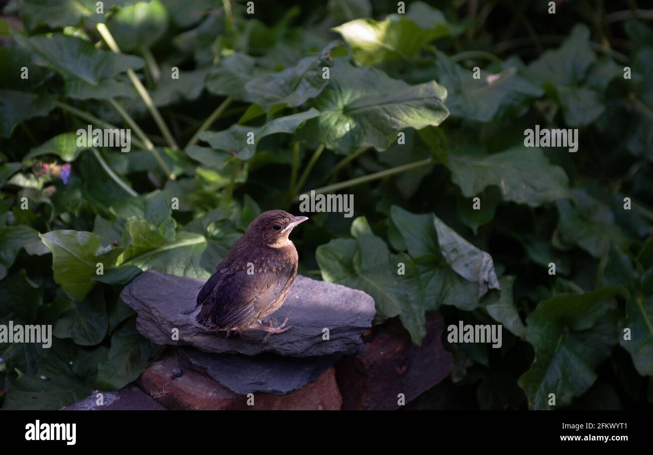 Thaxted Essex England Juvenile Blackbird in garden April 2021 The ...