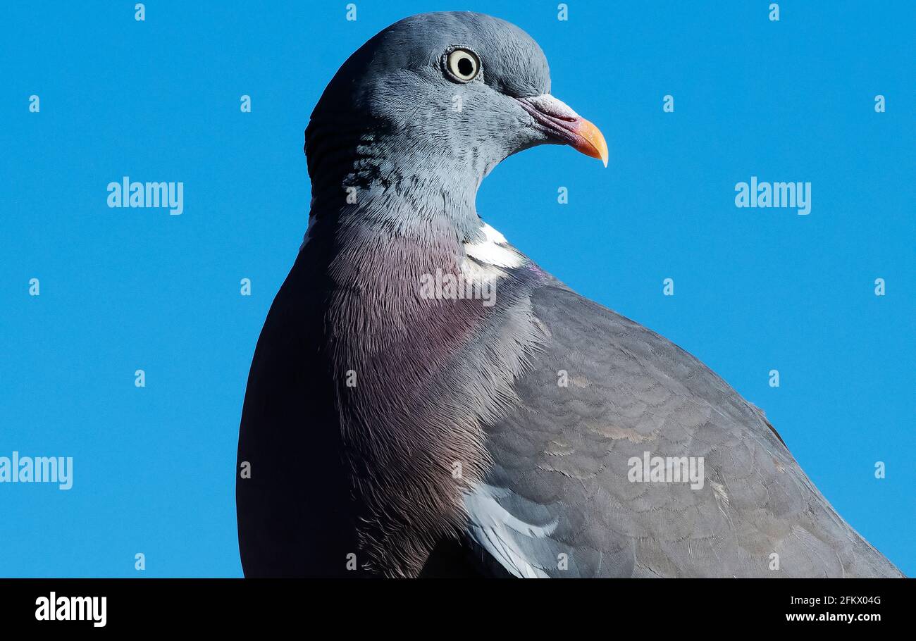 Columbidae species hi-res stock photography and images - Alamy