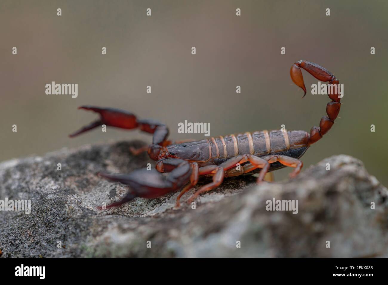Close-up macro shot of Small wood scorpion (Euscorpius deltshevi) on ...