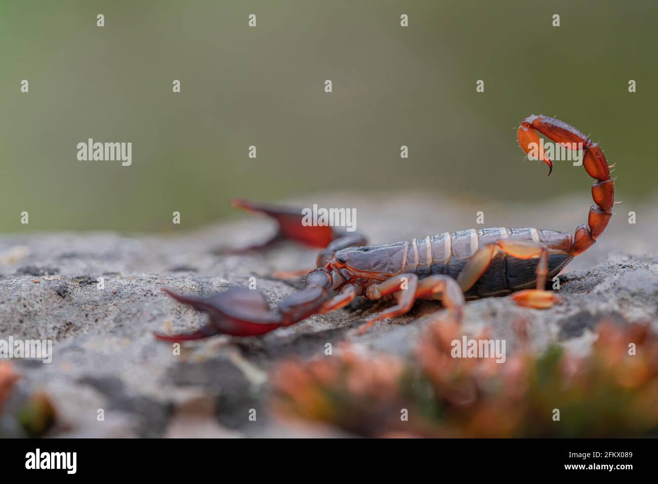 Wood scorpion hi-res stock photography and images - Alamy