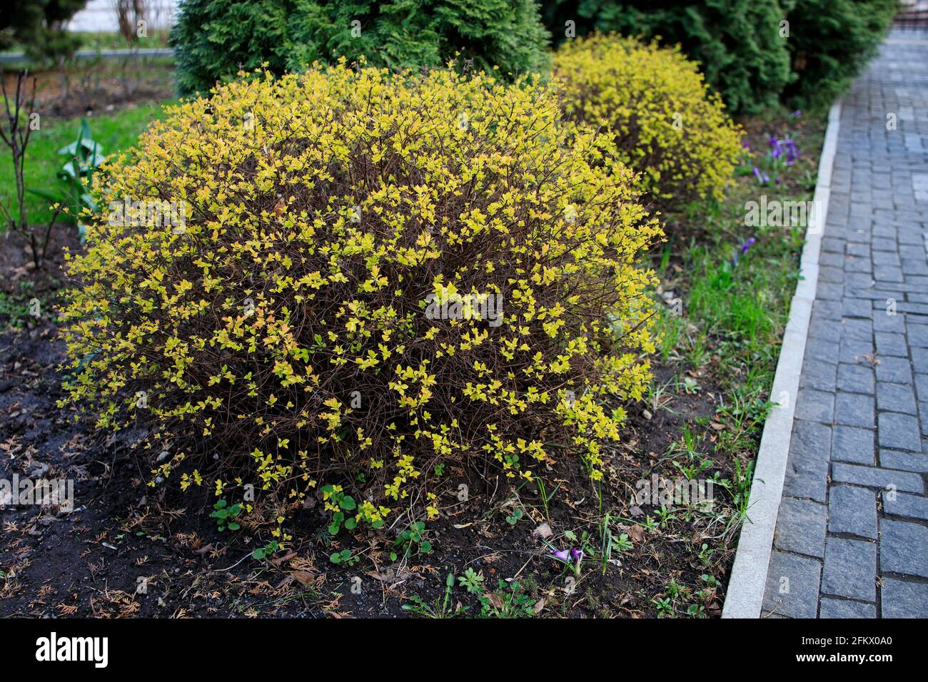 Trimmed bushes of spirea with yellow leaves on the background of thuja ...