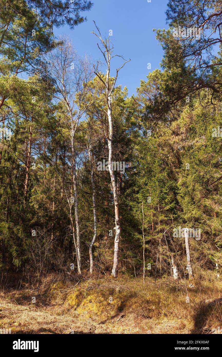 Old birch trees path hi-res stock photography and images - Alamy