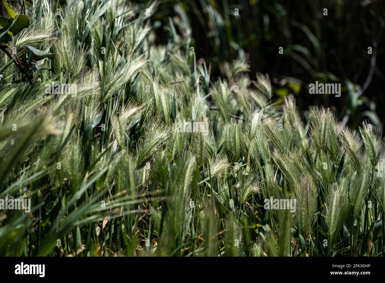 Hordeum Murinum, false barley, wall barley is an annual green grass ...