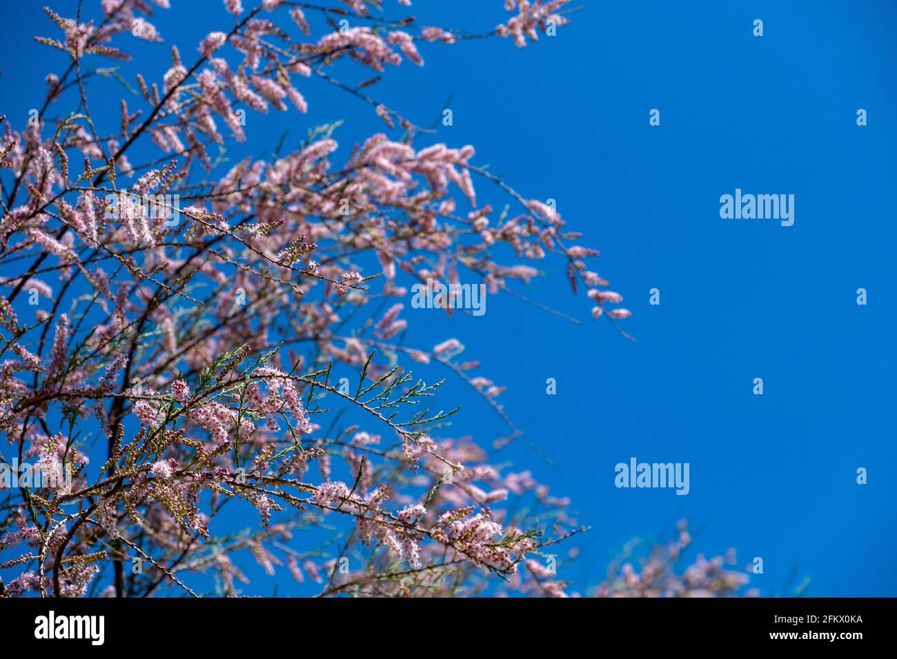 Salt cedar hi-res stock photography and images - Alamy