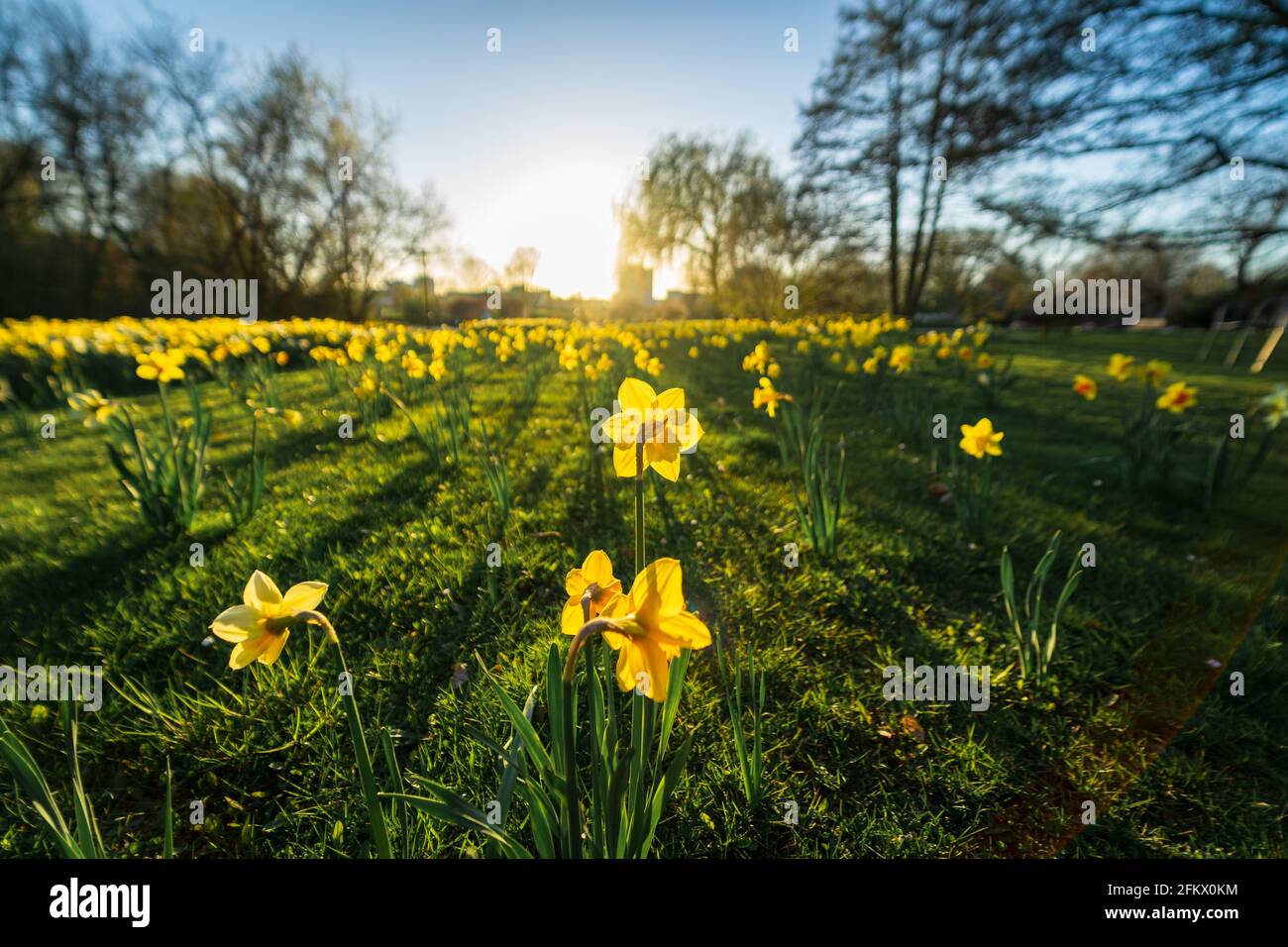 Spring daffodils backlight hi-res stock photography and images - Alamy