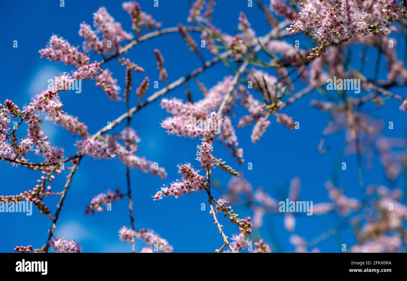 Tamarisk, pink flowers, blooming, grow on saline soils. Sunny day, blue ...