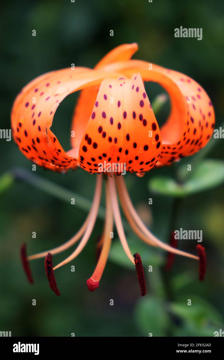 Spotted Lily High Resolution Stock Photography and Images - Alamy