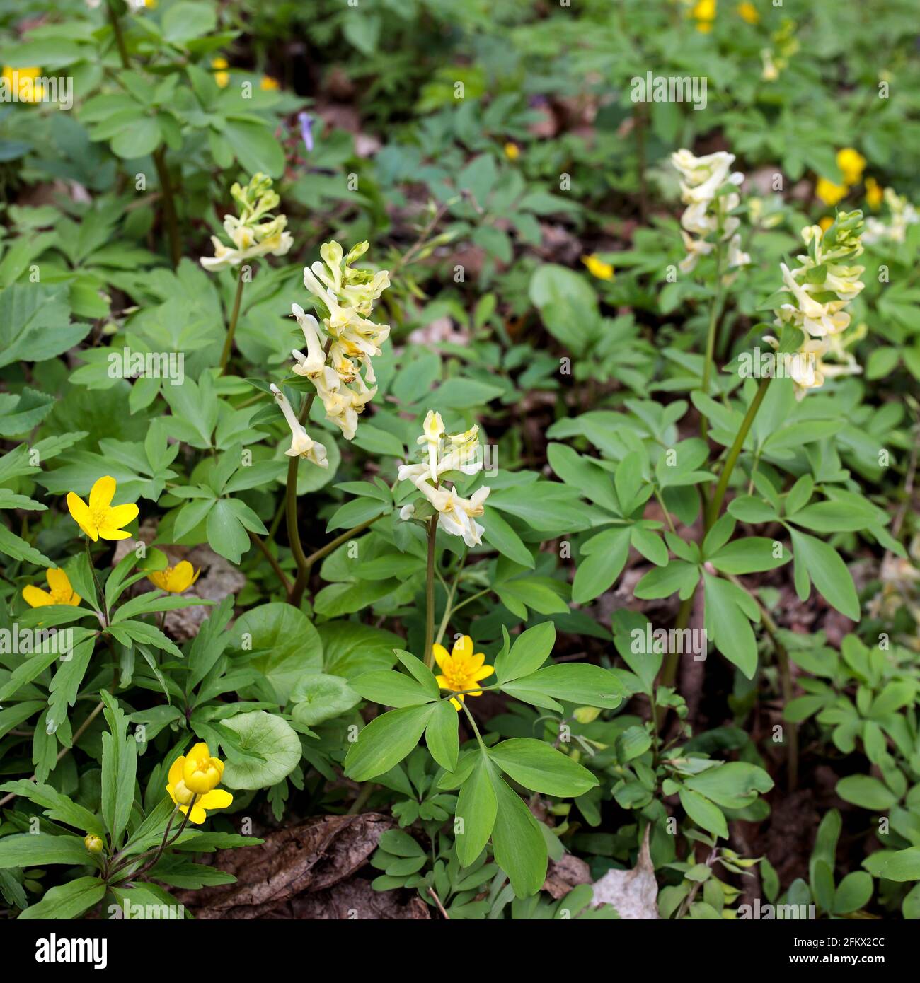 Corydalis is a genus of about 470 species of annual and perennial ...