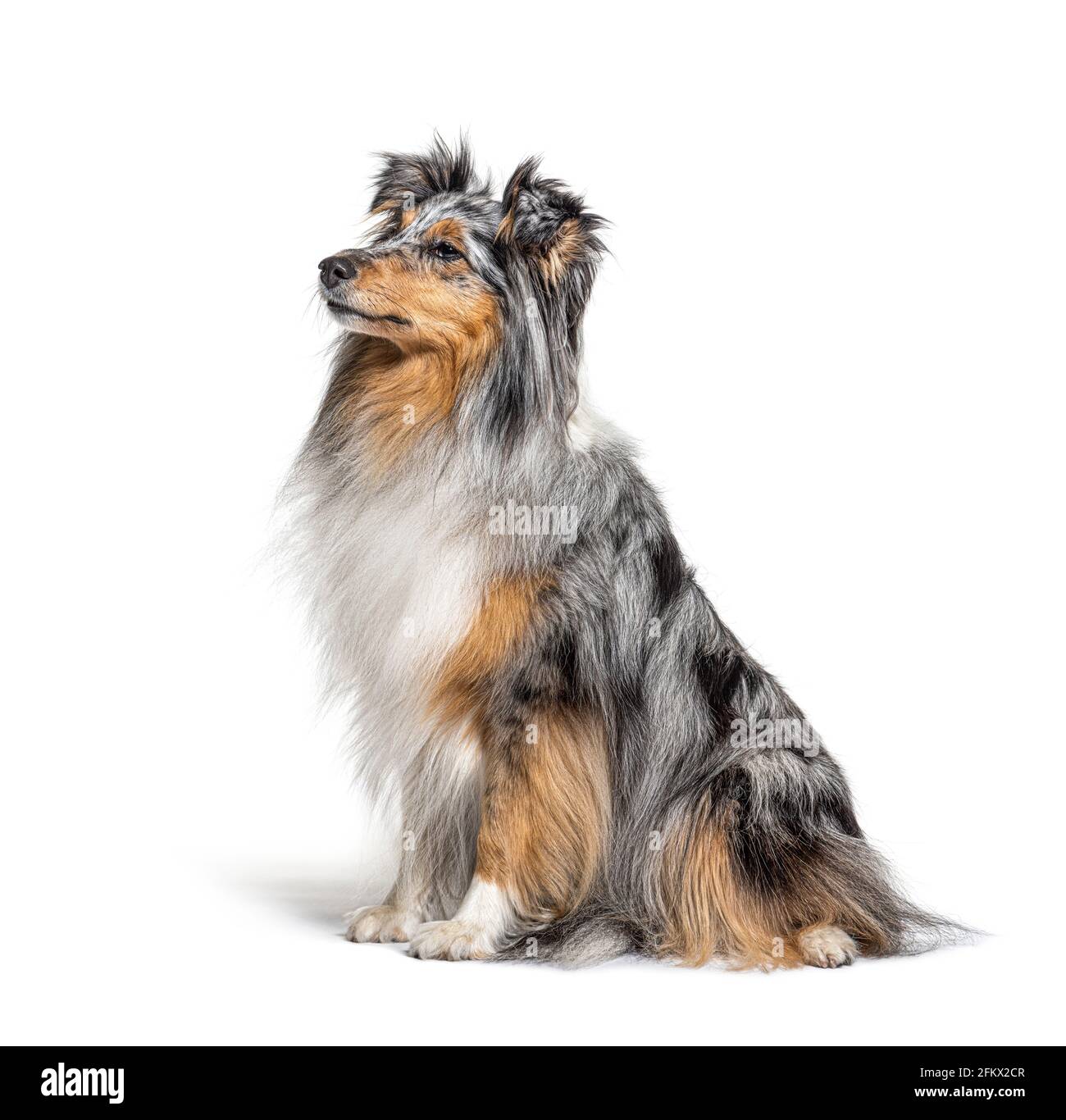 Sitting Blue merle Sheltie isolated on white Stock Photo - Alamy