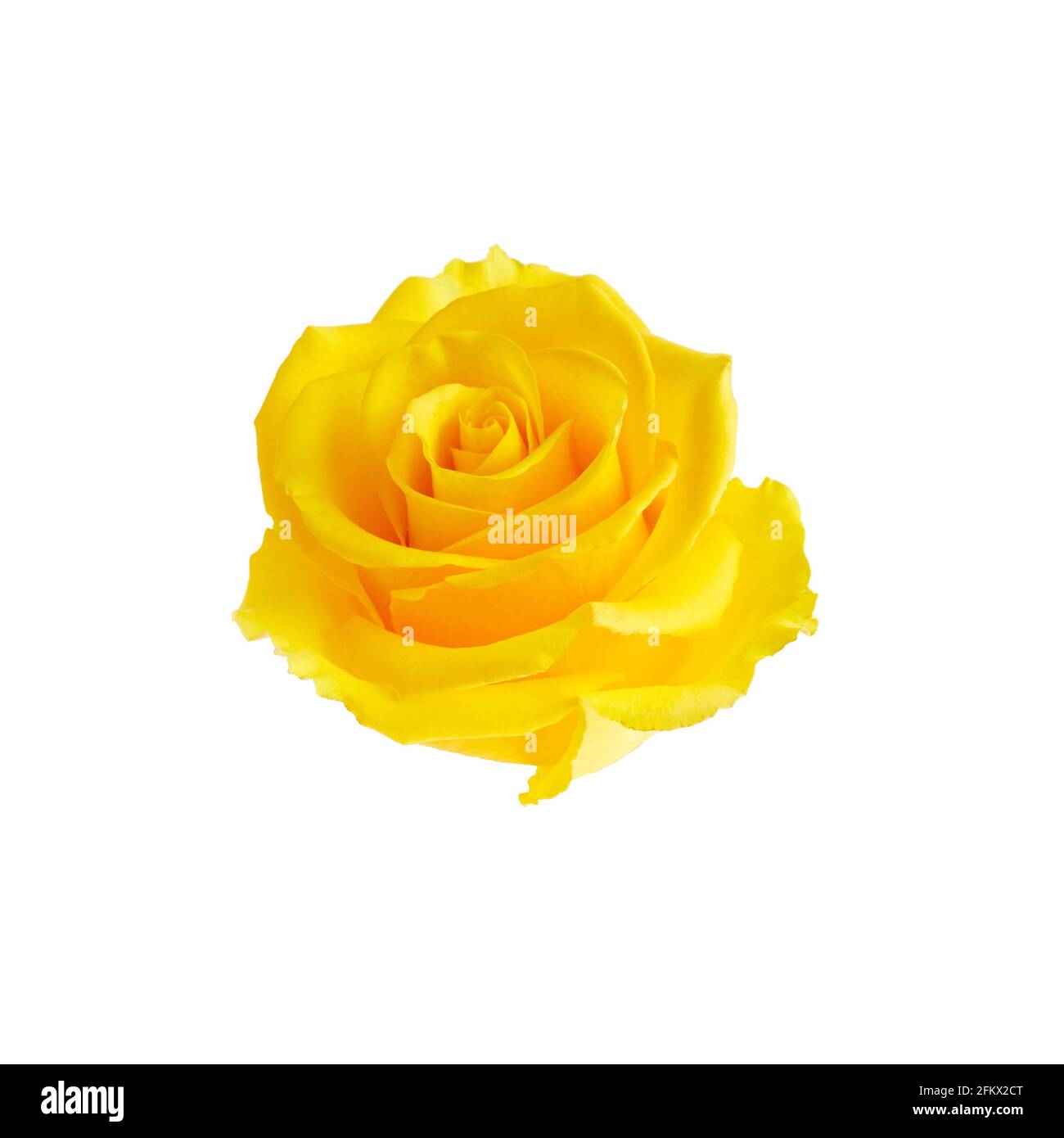 Beautiful yellow rose head isolated on white background Stock Photo - Alamy