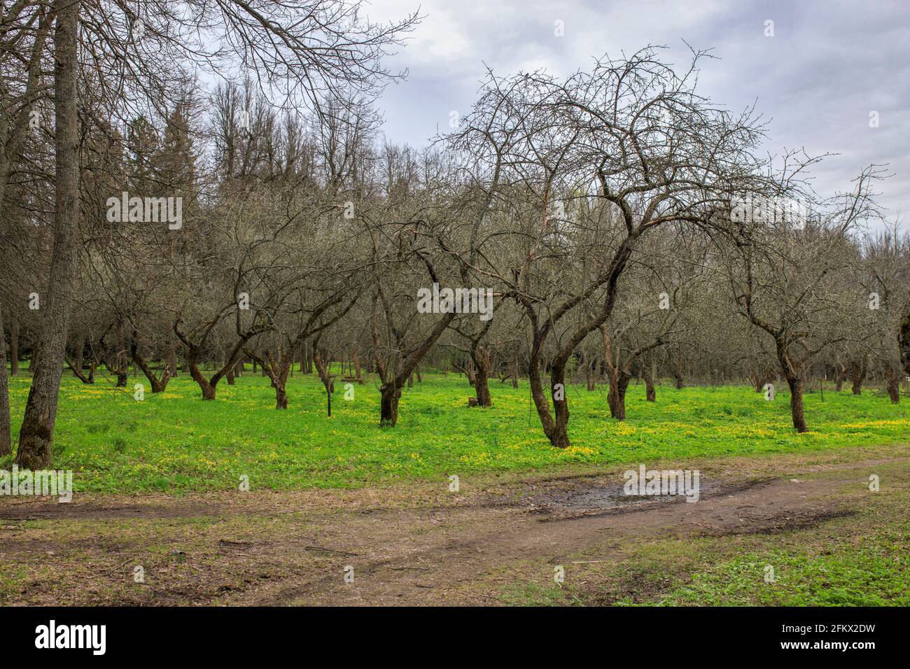A path through the apple orchard. Early spring. Green grass and trees ...