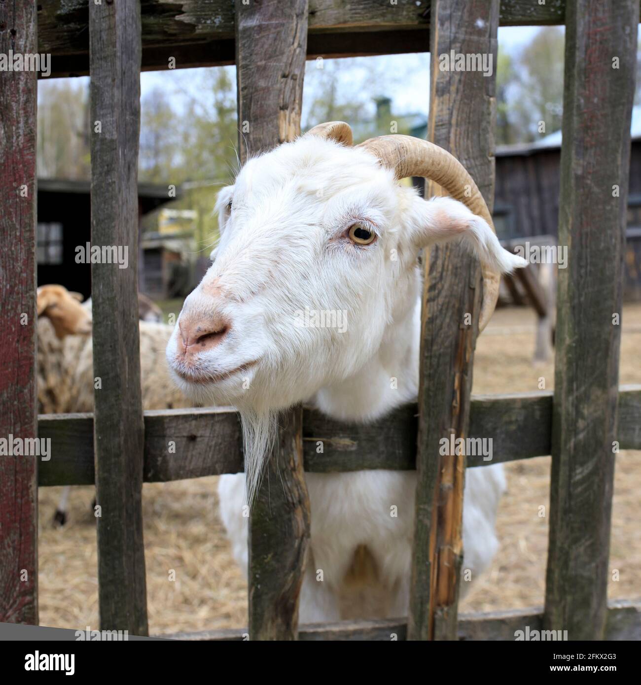 barnyard. Goats and rams behind the fence. The goat stuck its muzzle ...