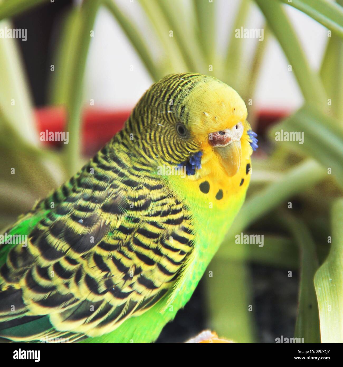 Wavy parrot close up on a background of plants Stock Photo - Alamy