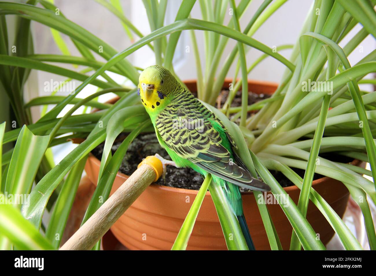 Wavy parrot close up on a background of plants Stock Photo - Alamy