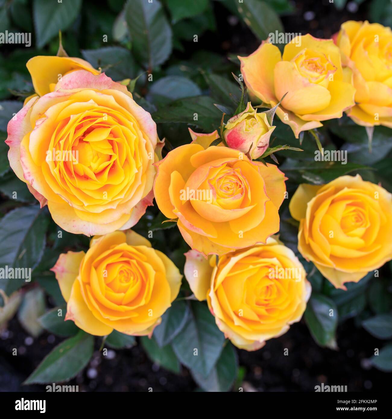 Various varieties of roses outdoors in a flowerbed as a decoration of ...