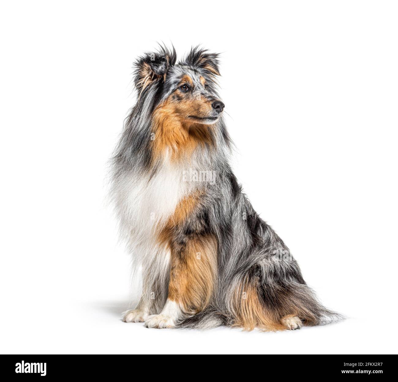 Sitting Blue merle Sheltie isolated on white Stock Photo - Alamy