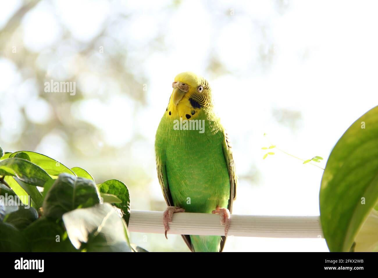 Budgerigar. Parrot near the window Stock Photo - Alamy
