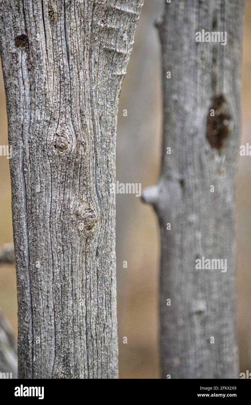 Closeup shot of two thin tree trunks Stock Photo - Alamy