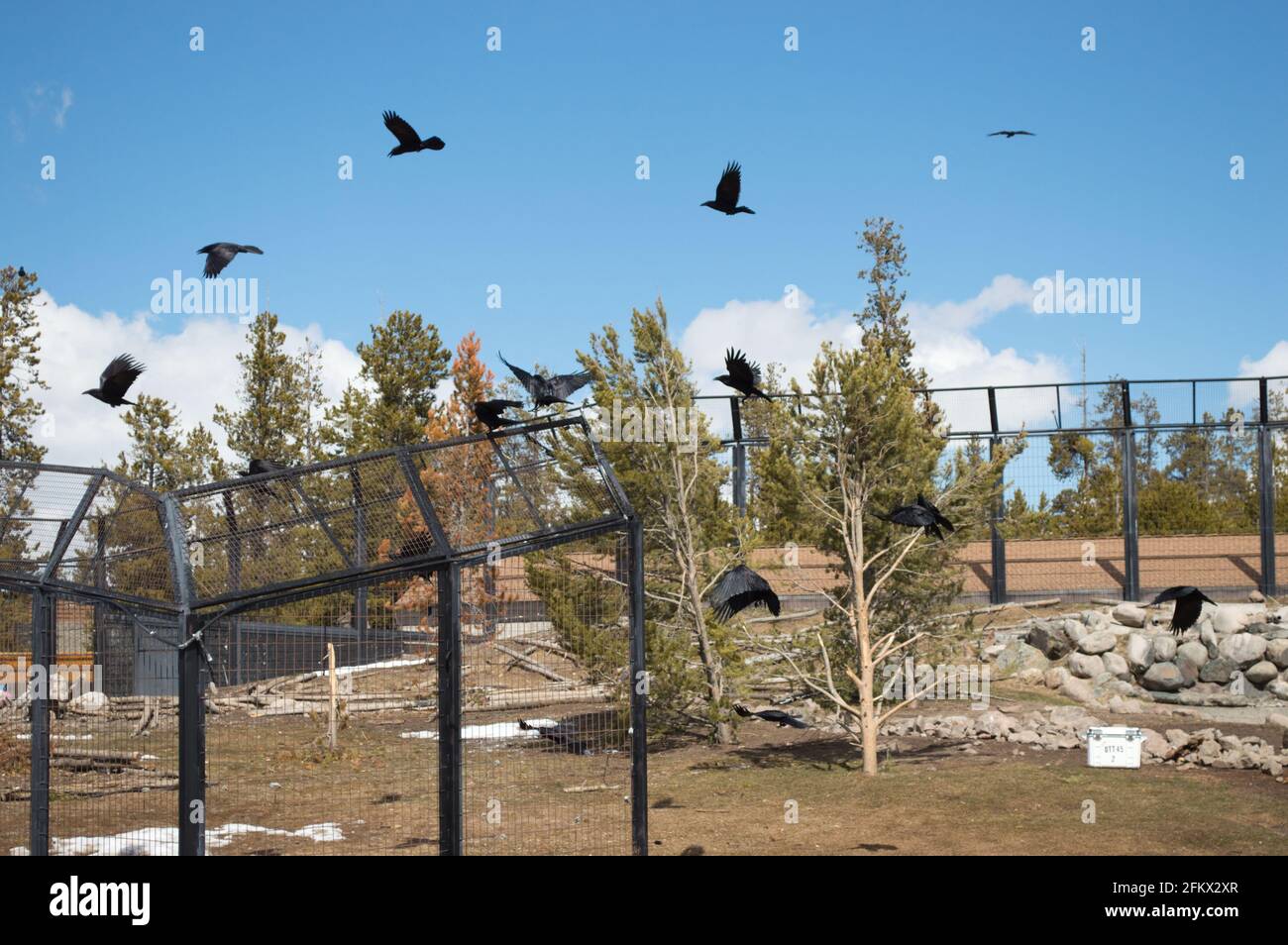 Black birds flying over a park Stock Photo - Alamy