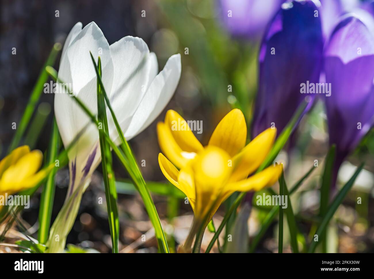 Swedish spring hi-res stock photography and images - Alamy