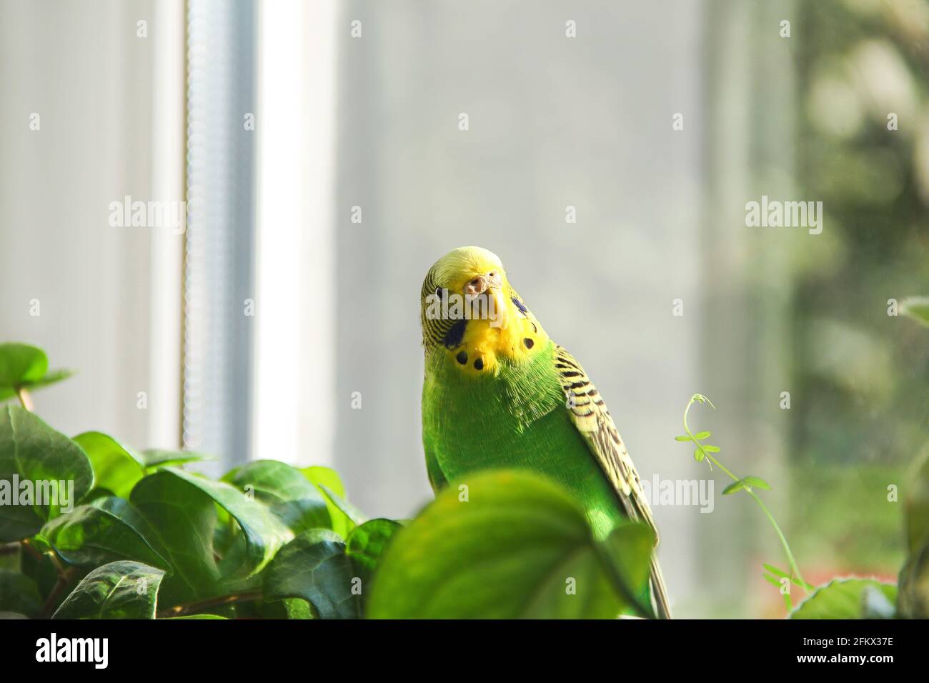Budgerigar. Parrot near the window Stock Photo - Alamy