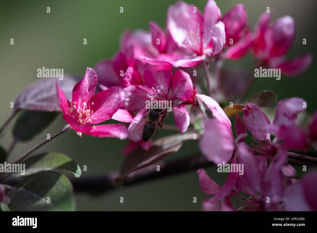 European dark bee pollinating on a pink Prunus tenella flower Stock ...