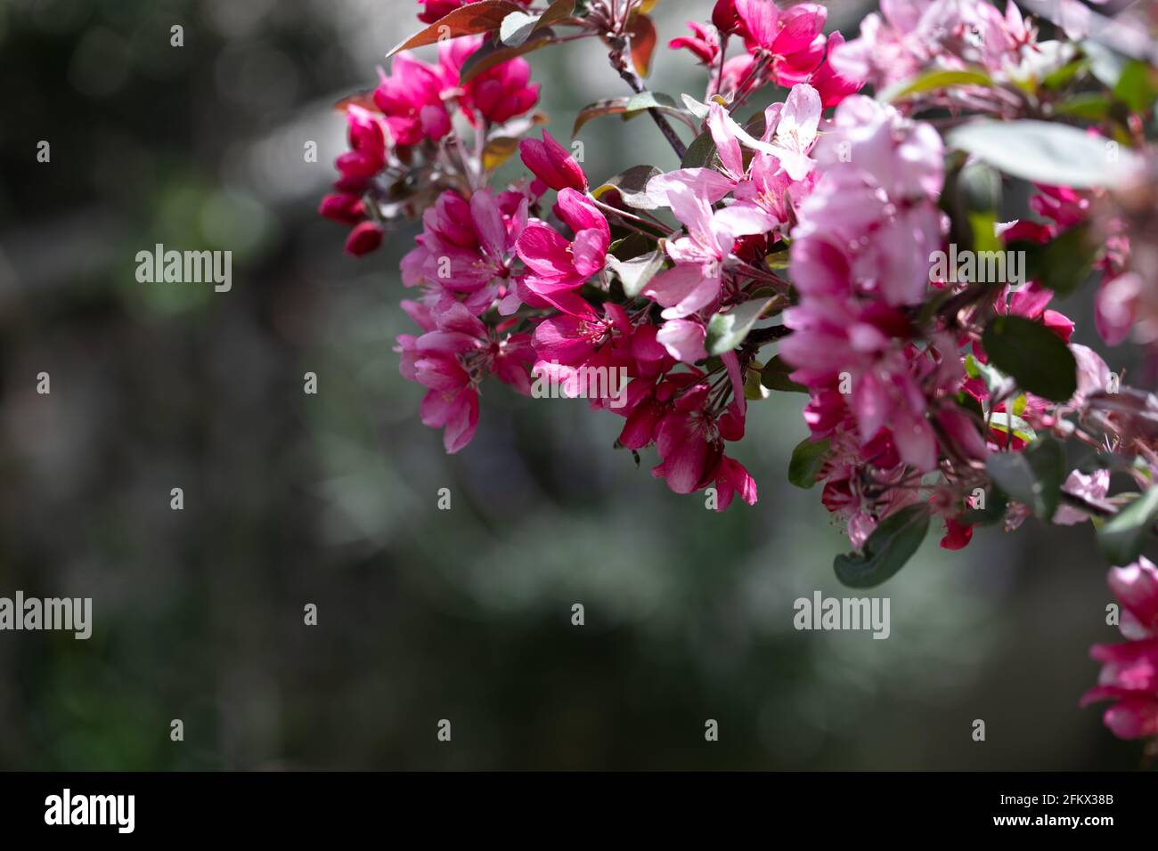 Pink Prunus tenella flowers Stock Photo - Alamy