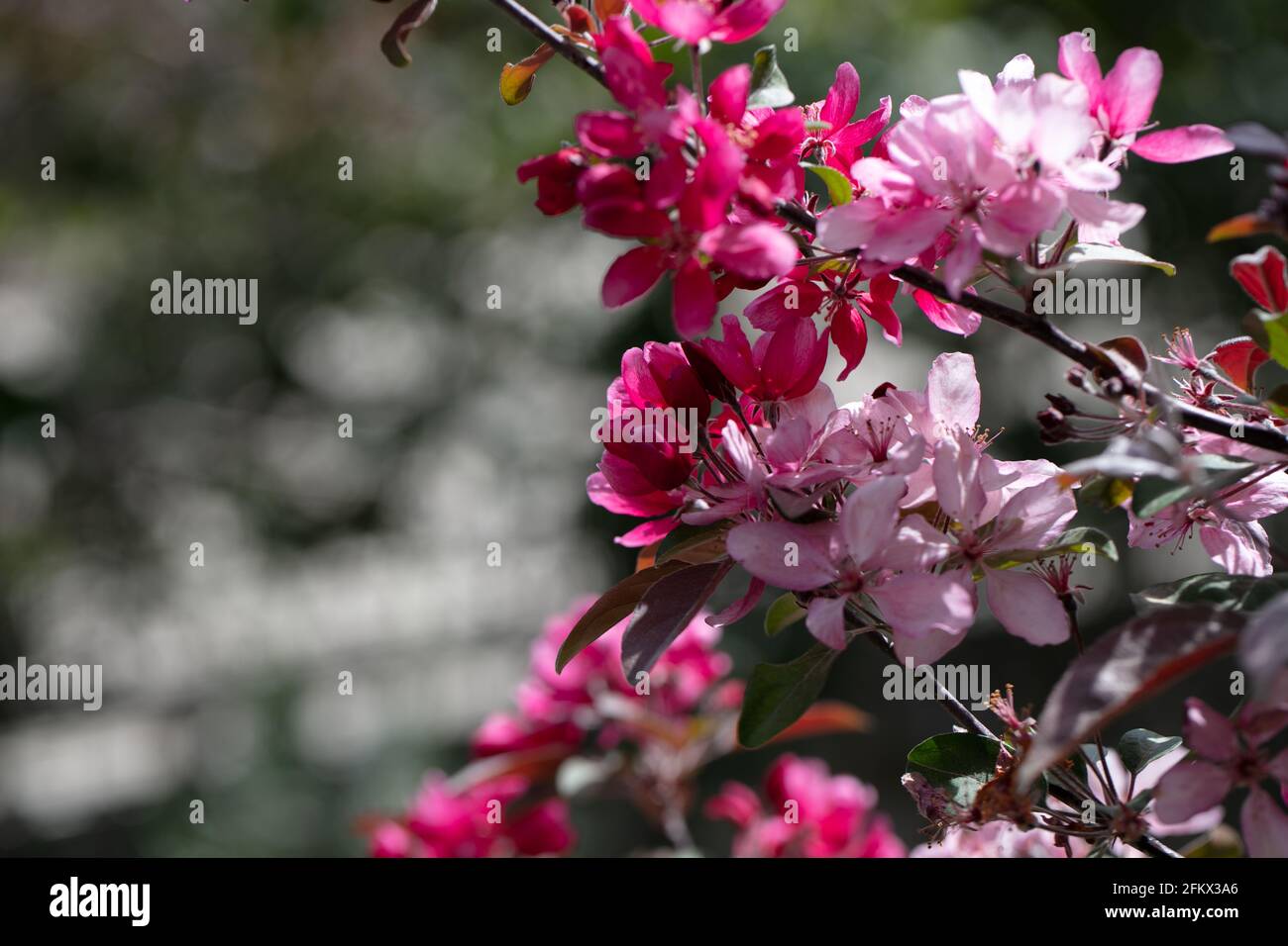 Pink Prunus tenella flowers Stock Photo - Alamy