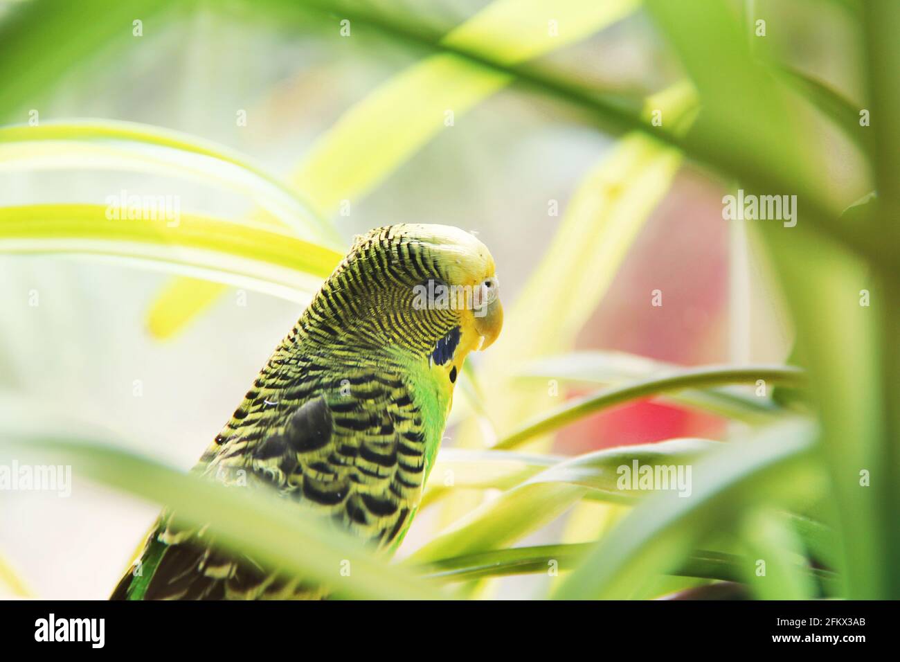 Wavy parrot close up on a background of plants Stock Photo - Alamy
