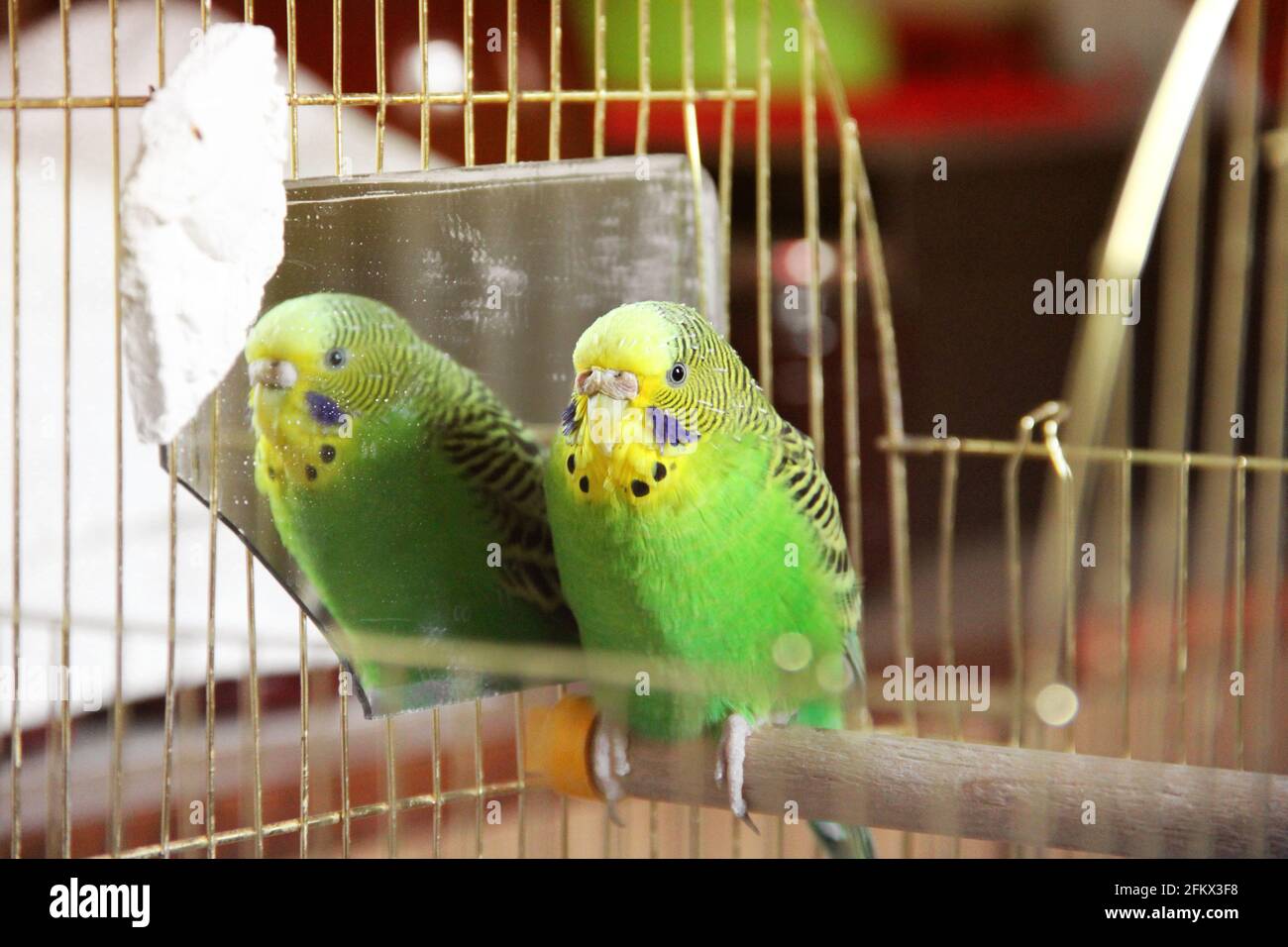 Beautiful wavy parrot close up. Green budgerigar Stock Photo - Alamy