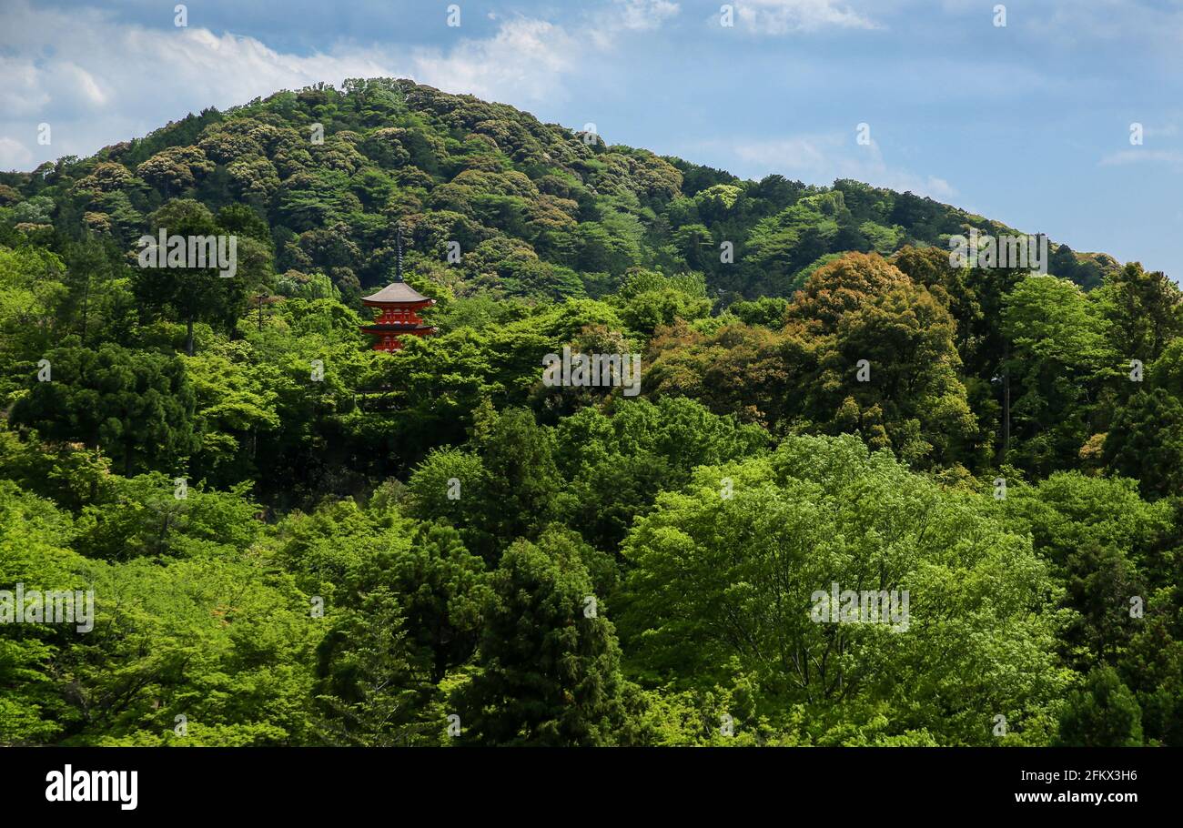 Lush green forest in Kyoto, Japan with a hidden red pagoda Stock Photo ...