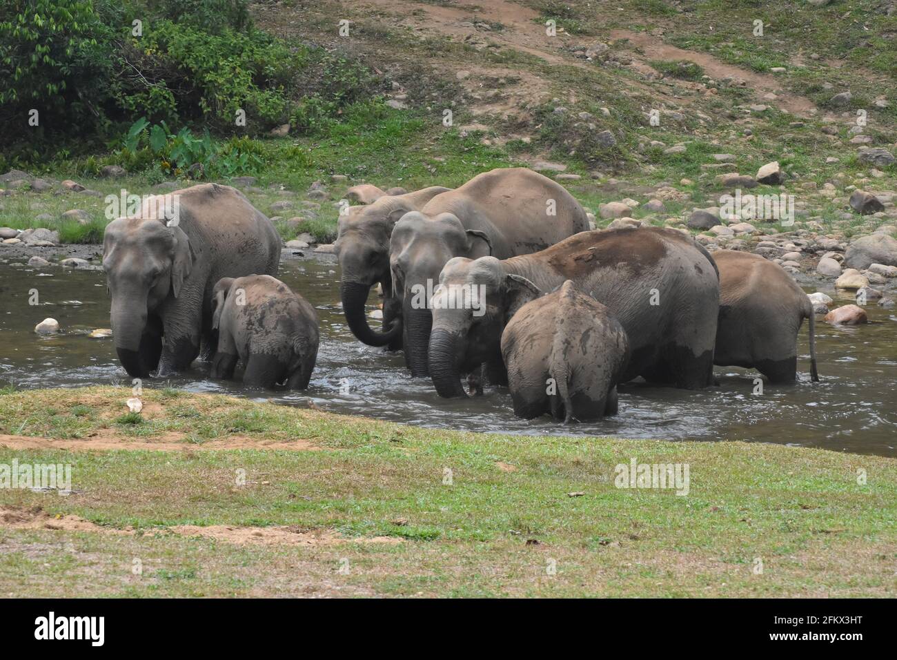 Large elephants hi-res stock photography and images - Alamy