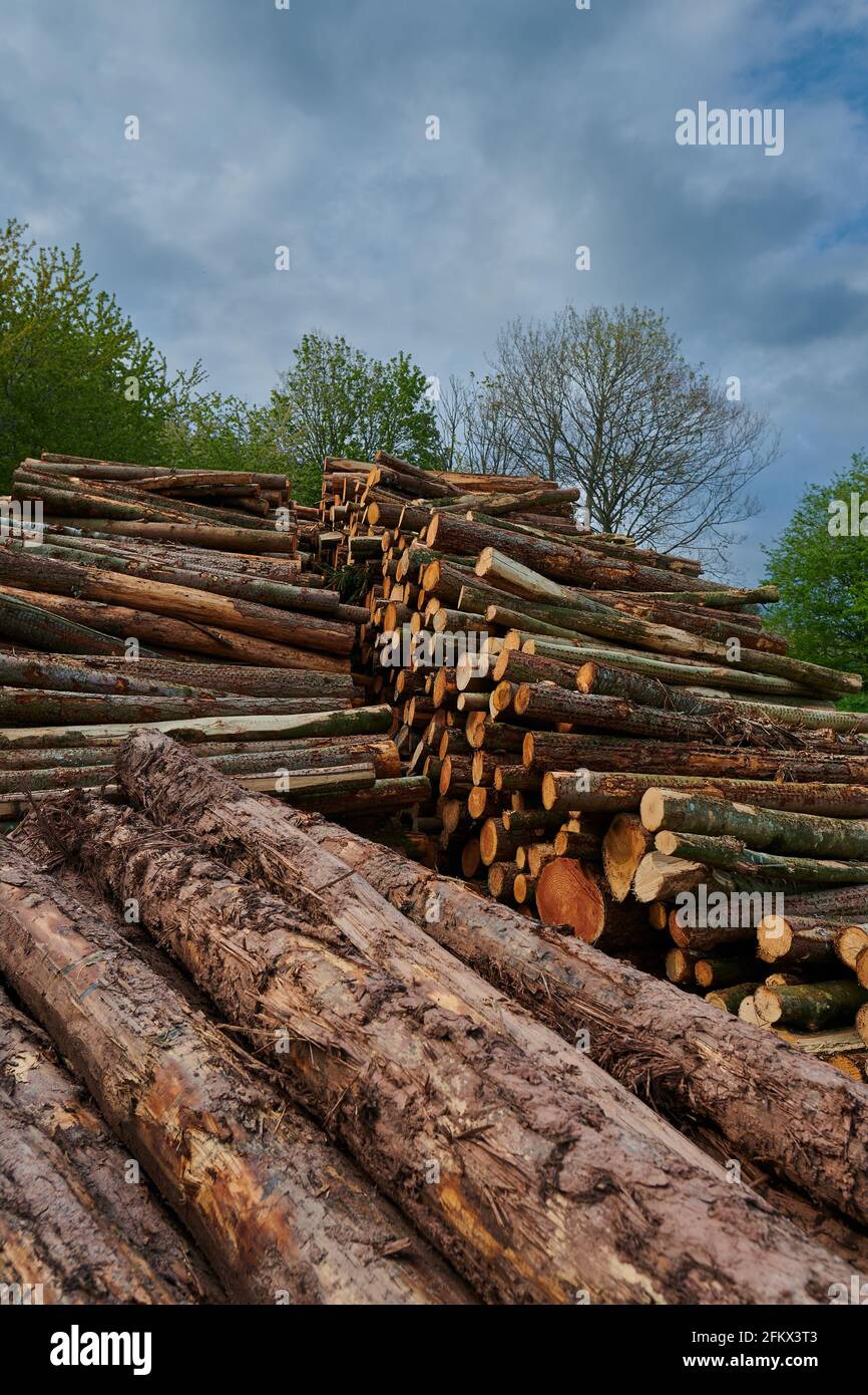 Three piles of chopped down logs lying horizontal lengthwise Stock ...