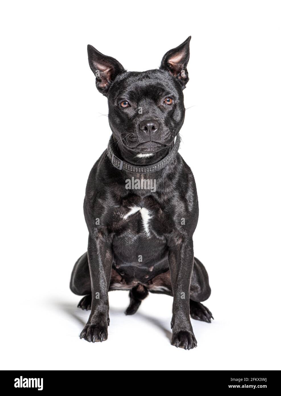 Black American Staffordshire terrier isolated on white Stock Photo - Alamy