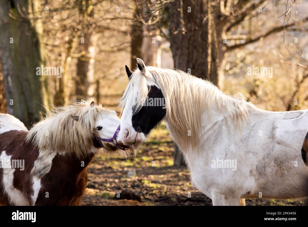 Two horses grooming each other hi-res stock photography and images - Alamy