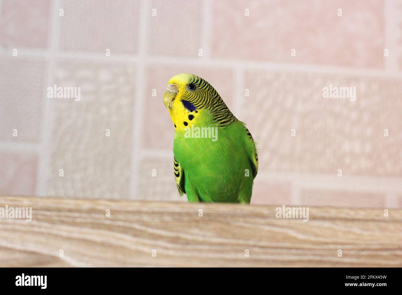 Beautiful wavy parrot close up. Green budgerigar Stock Photo - Alamy