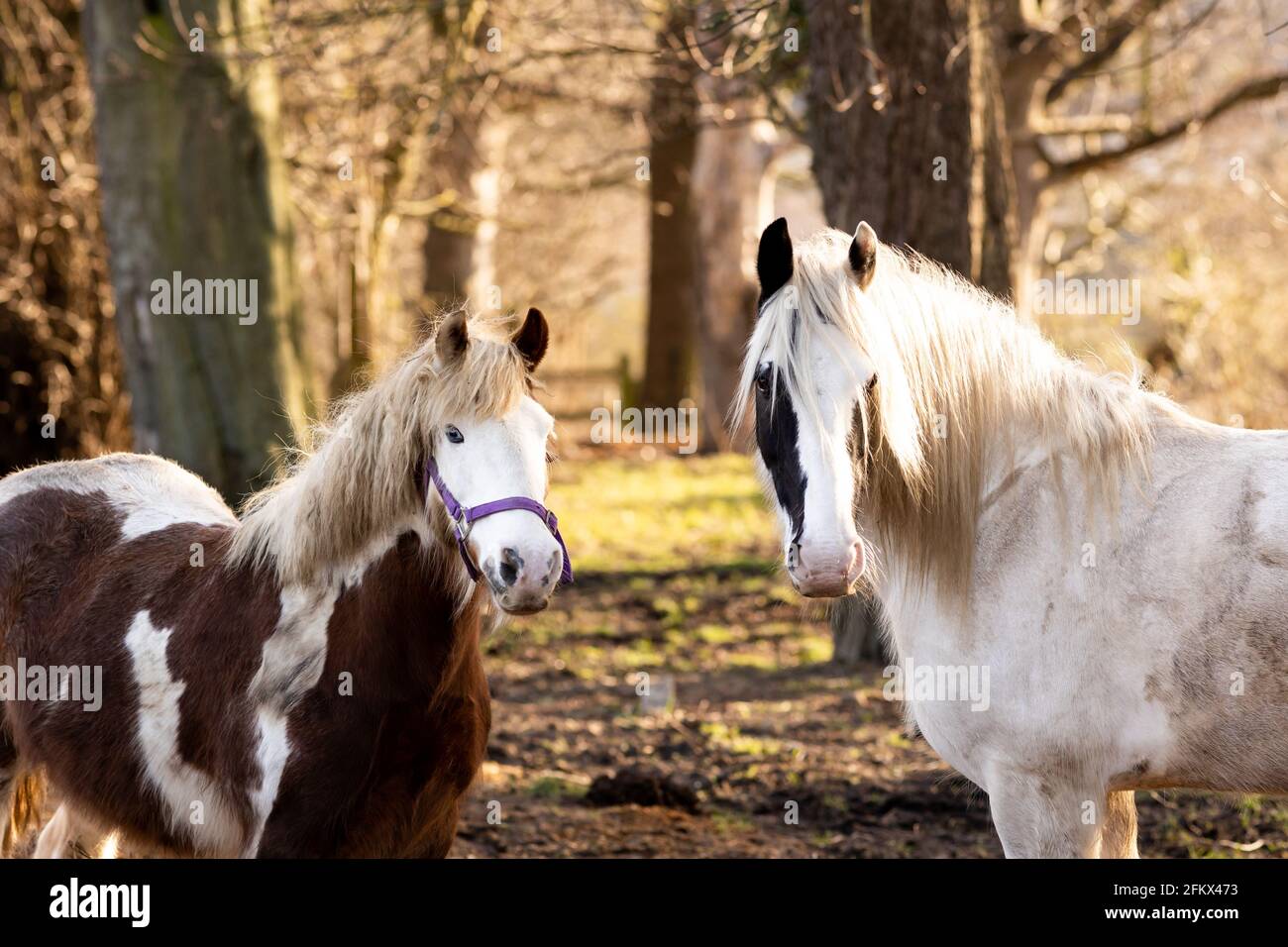 Two horses looking directly into camera Stock Photo - Alamy