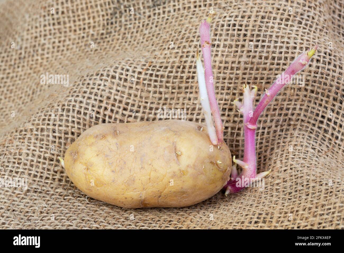 Potato, Potato Sprouting, Solanine Stock Photo - Alamy