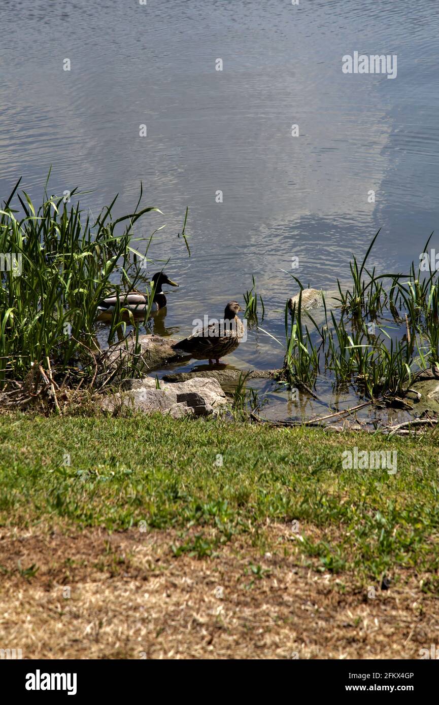 Animals swimming mallard mallards hi-res stock photography and images ...