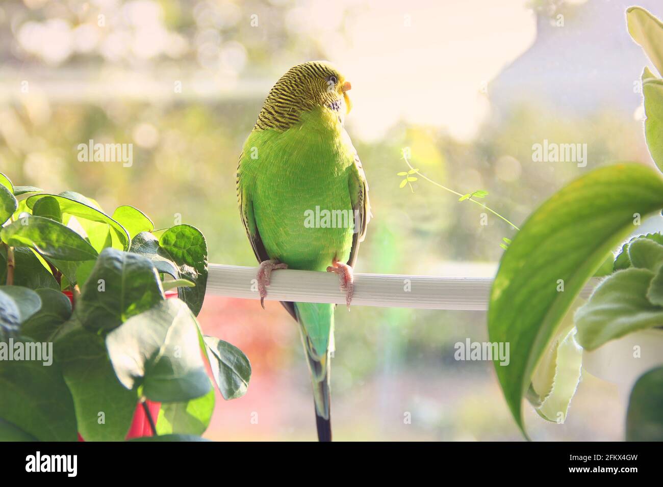 Budgerigar. Parrot near the window Stock Photo - Alamy