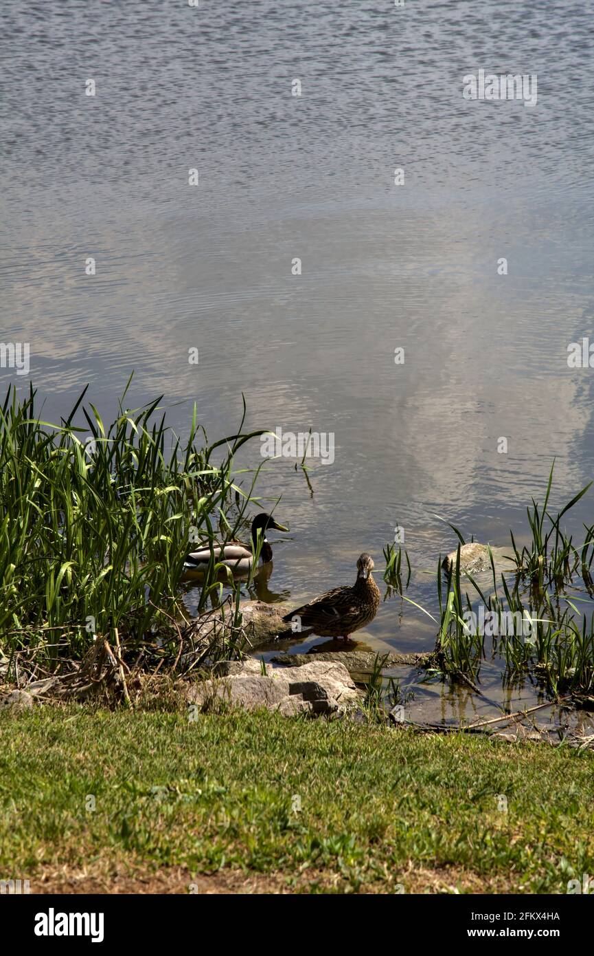 Mallards by the shore of a lake Stock Photo - Alamy