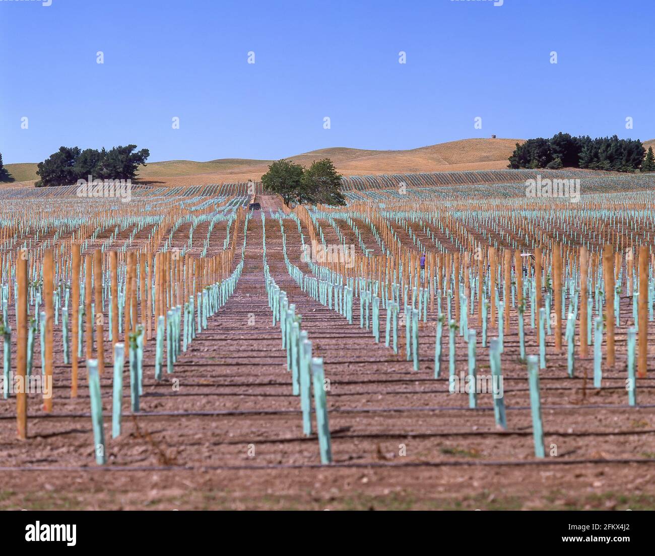 New vine plantings in vineyards, Waipara, North Canterbury, Canterbury ...