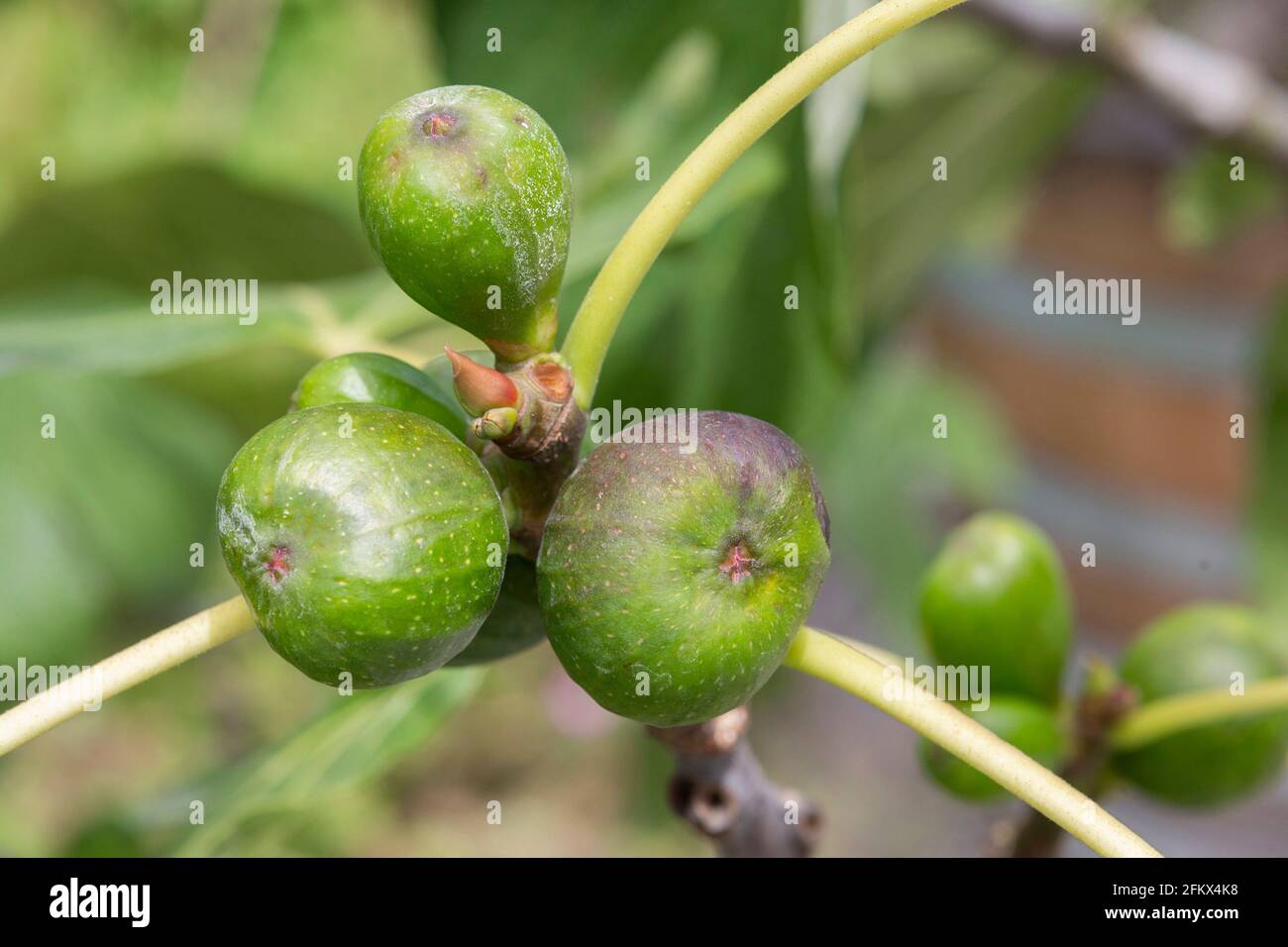 Real Figs, Ficus Carica, Fruit Stock Photo - Alamy
