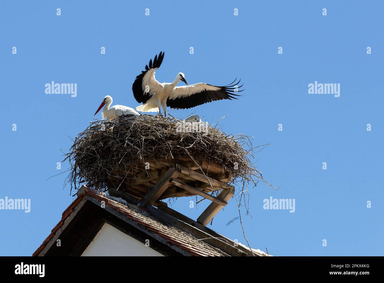 Junger storch hi-res stock photography and images - Alamy